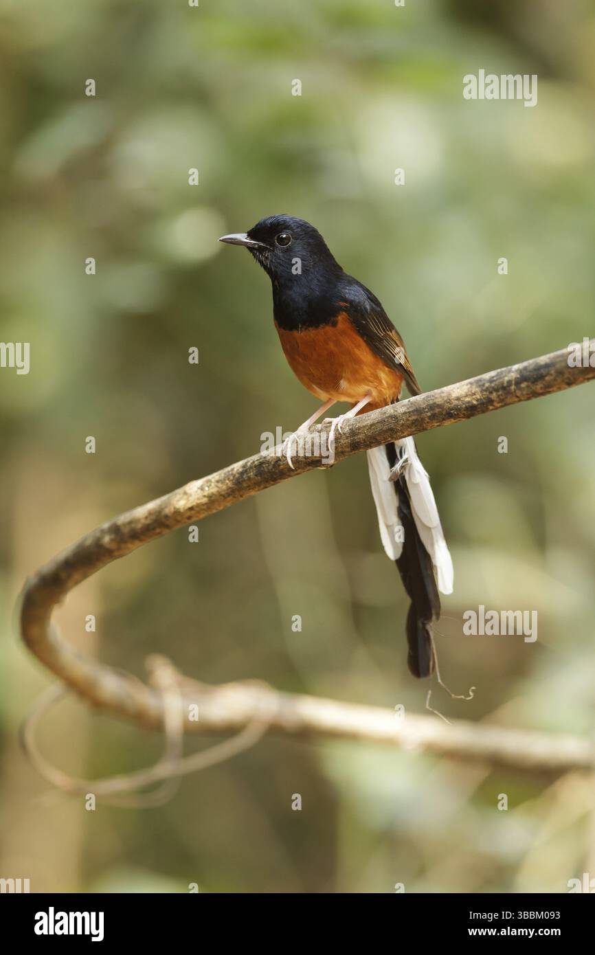 White-rumped Shama (Copsychus malabaricus) male, Khao Yai, Thailand ...