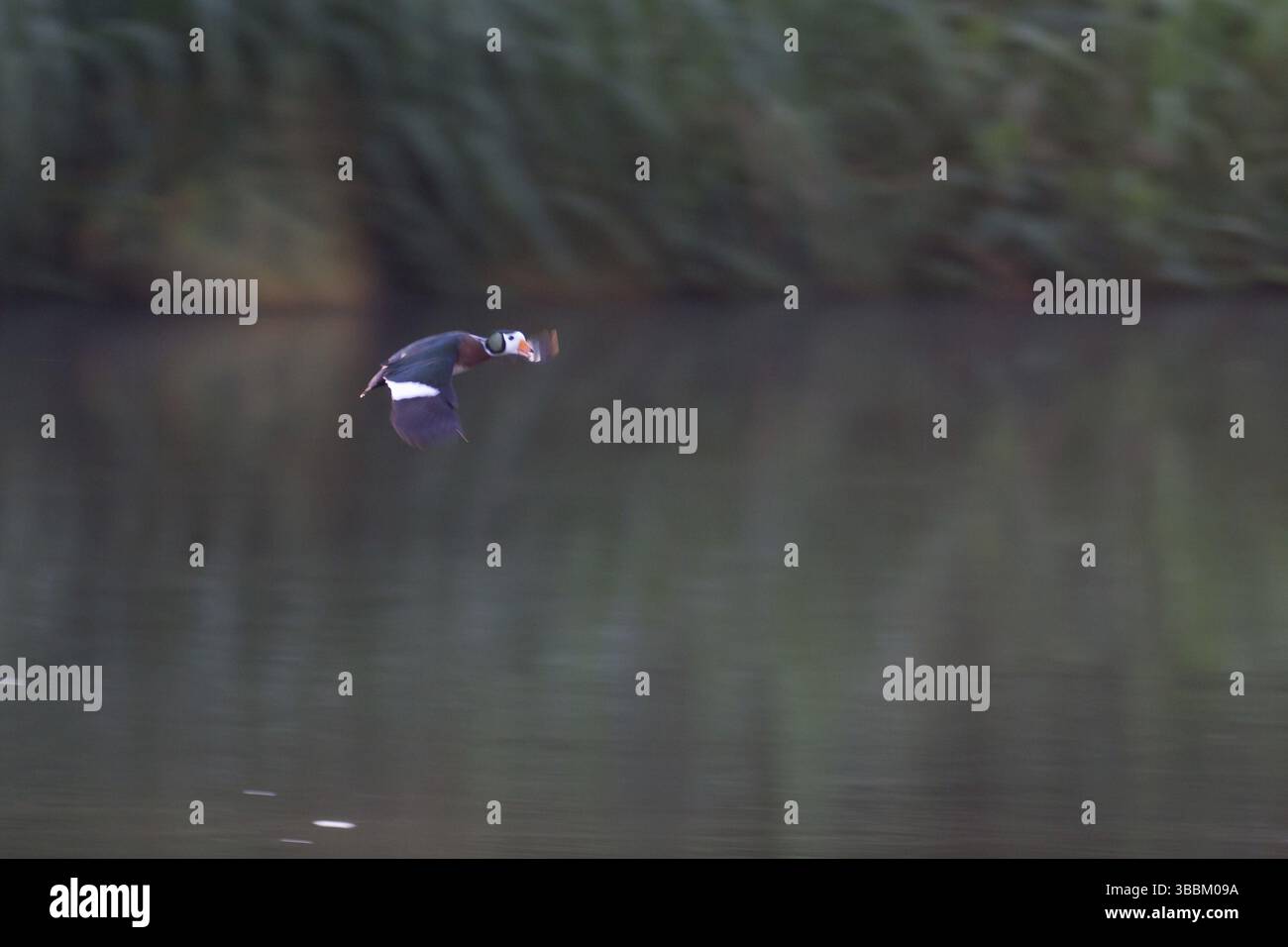 African Pygmy Goose (Nettapus auritus) flying, Okavango-Delta, Botswana ...