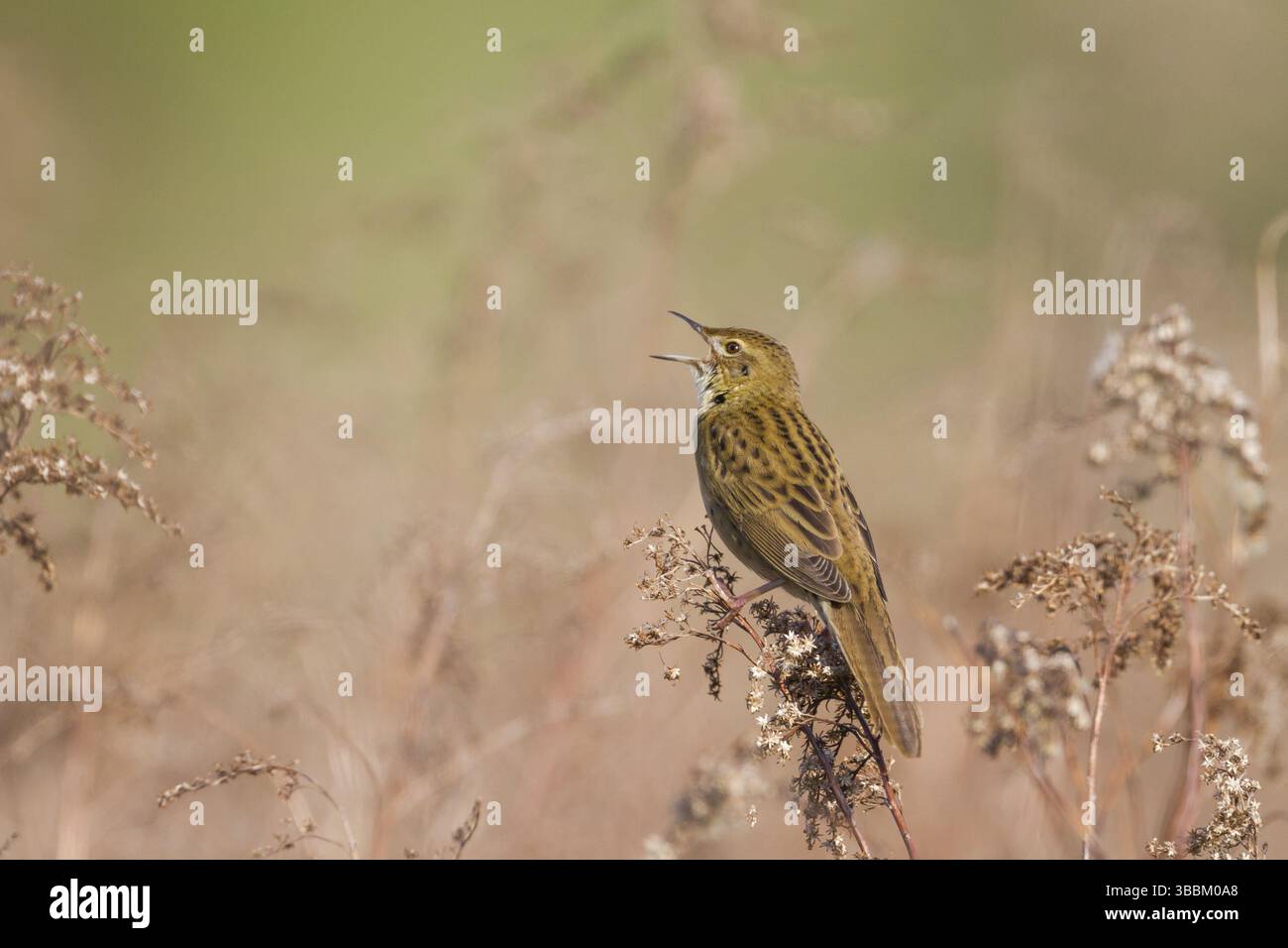 Common Grasshopper Warbler (Locustella naevia) singing, Baden ...