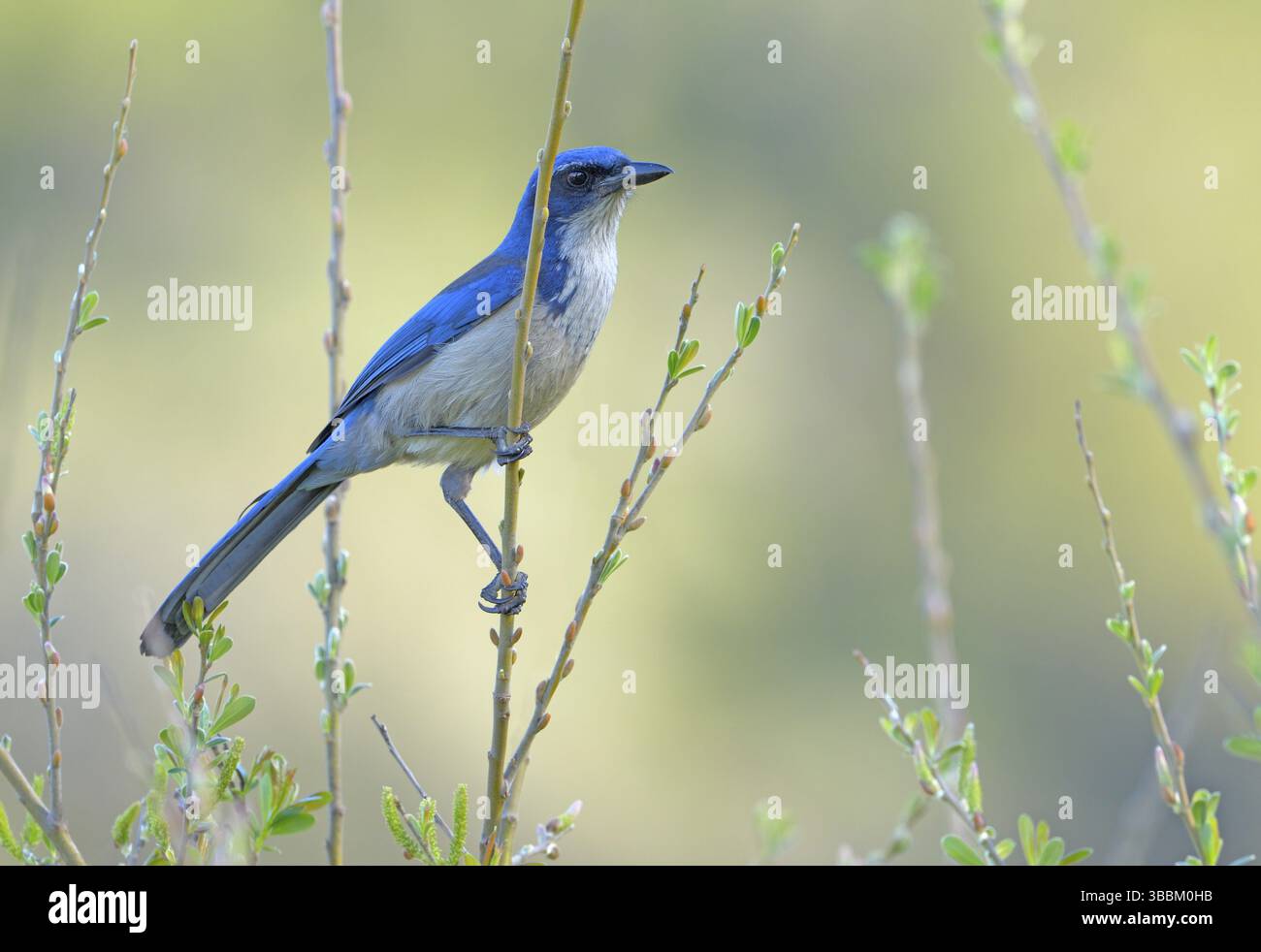 Island Scrub Jay (Aphelocoma insularis) - Santa Cruz Island, California ...