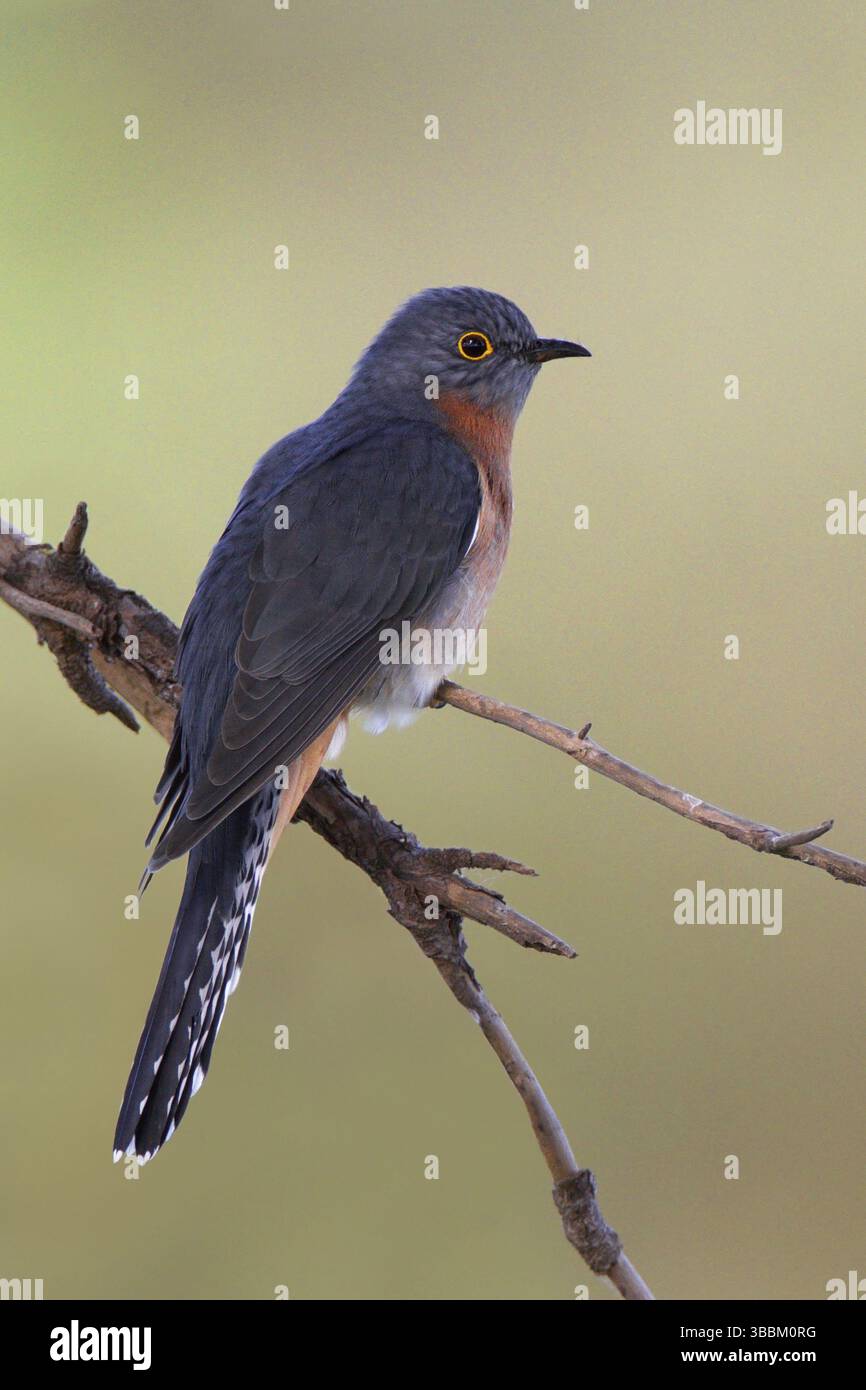 Fan-tailed Cuckoo (Cacomantis flabelliformis), Victoria, Australia ...