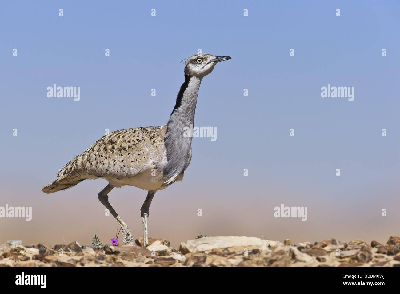 Houbara Bustard (Chlamydotis undulata) female, Nitzana, Negev, Israel ...