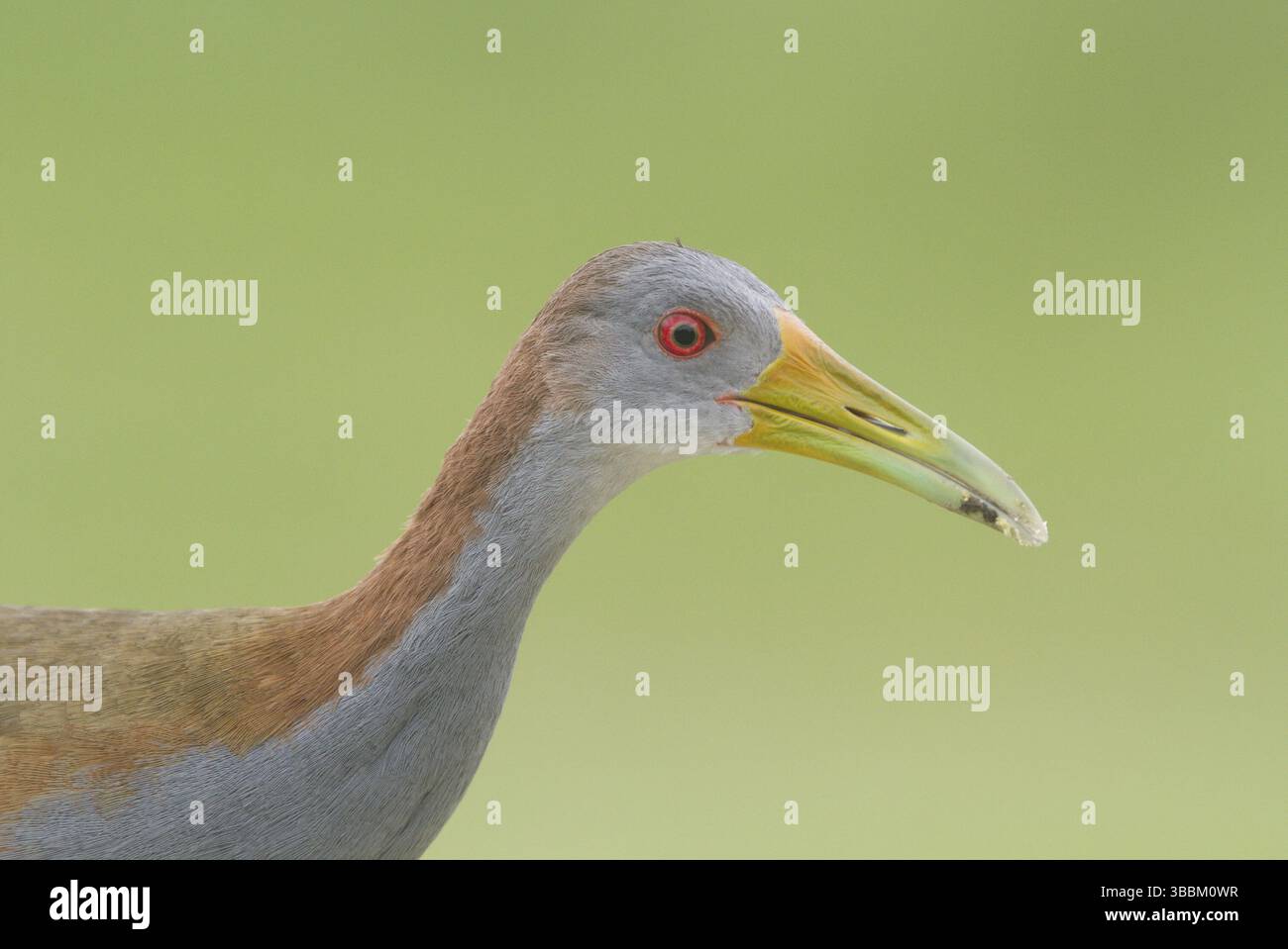 Giant Wood Rail (Aramides ypecaha), Corrientes, Argentina, South ...