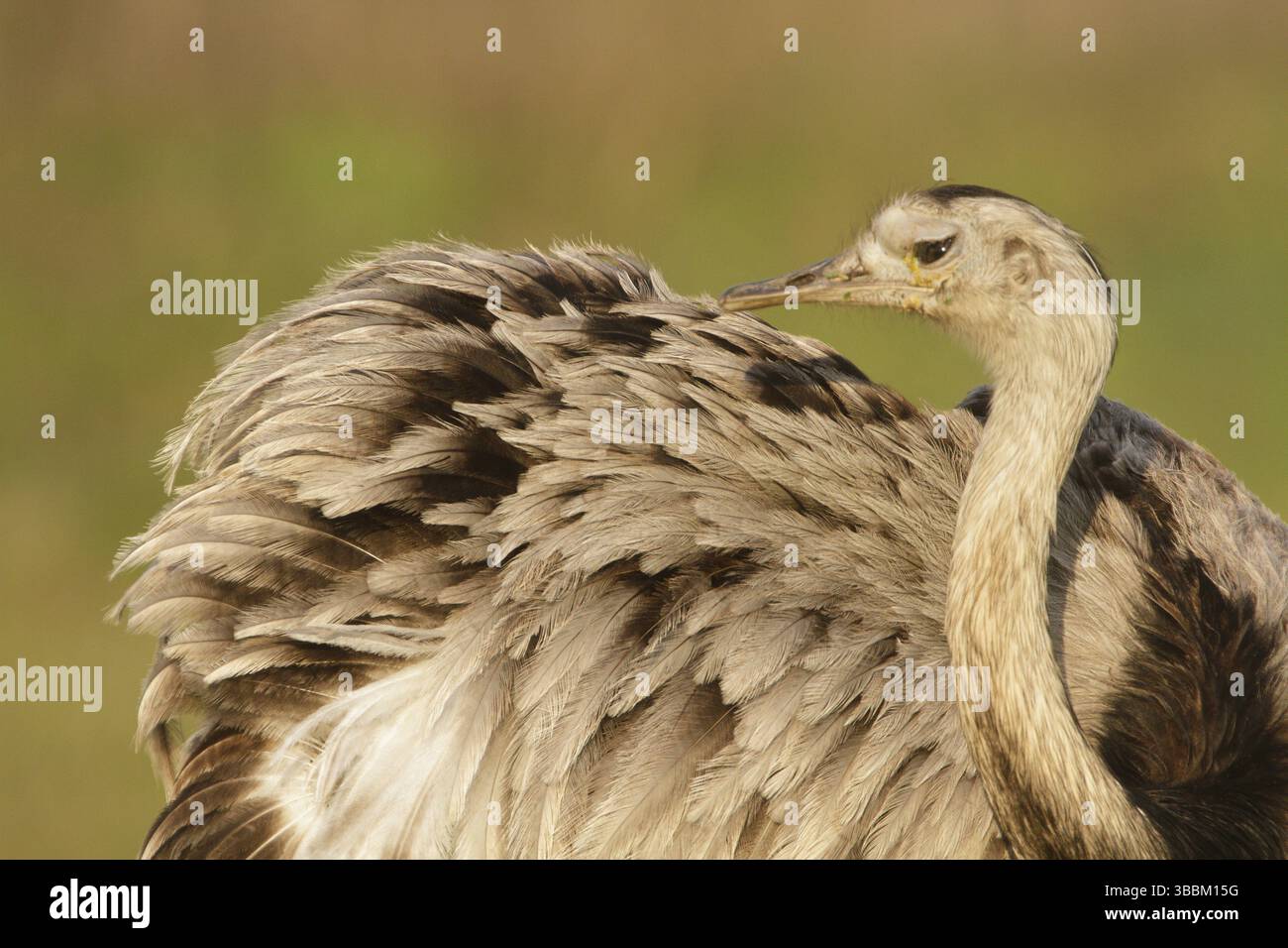 Greater Rhea (Rhea americana), Corrientes, Argentina, South America ...