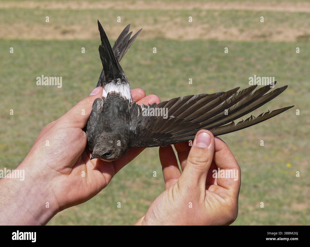 Pazifiksegler (Apus pacificus) in the hand at ringing, Mongolia, Asia ...