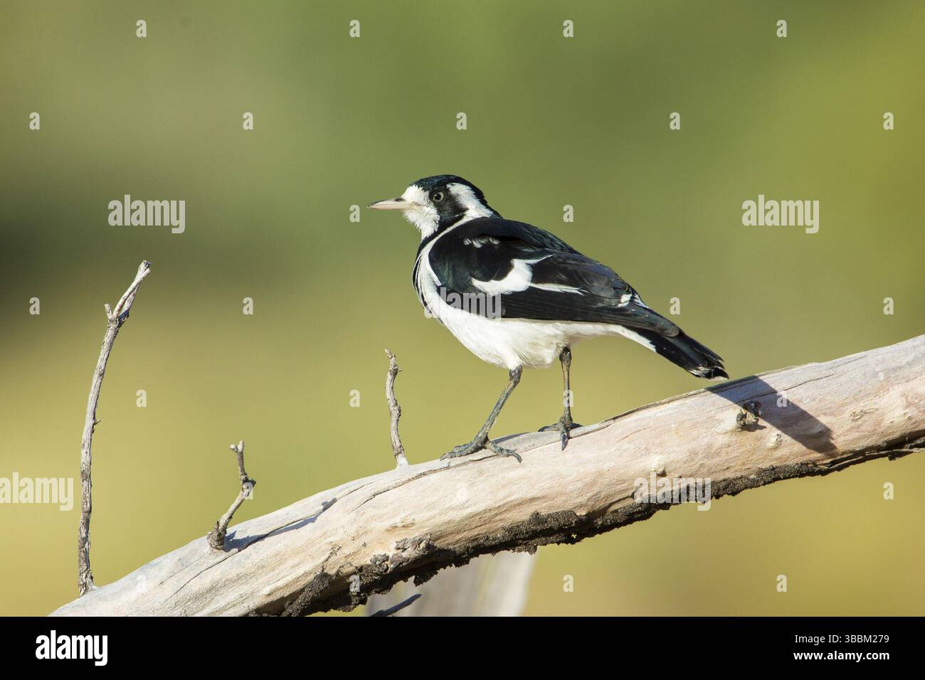 Magpie-Lark (Grallina cyanoleuca) female, Queensland, Australia ...