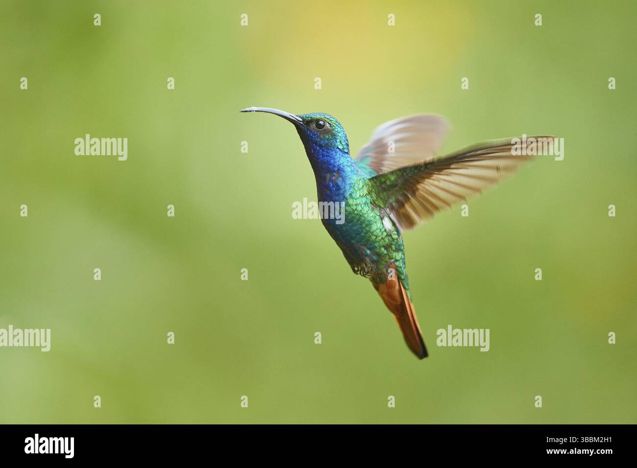 Lazuline Sabrewing (Campylopterus falcatus) flying, Ecuador, South ...