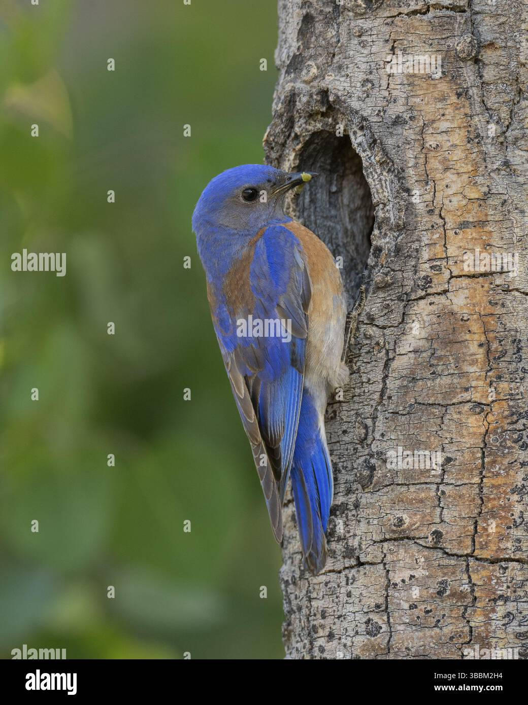 Western Bluebird (Sialia mexicana) at nest cavity in the Sierra Nevada ...