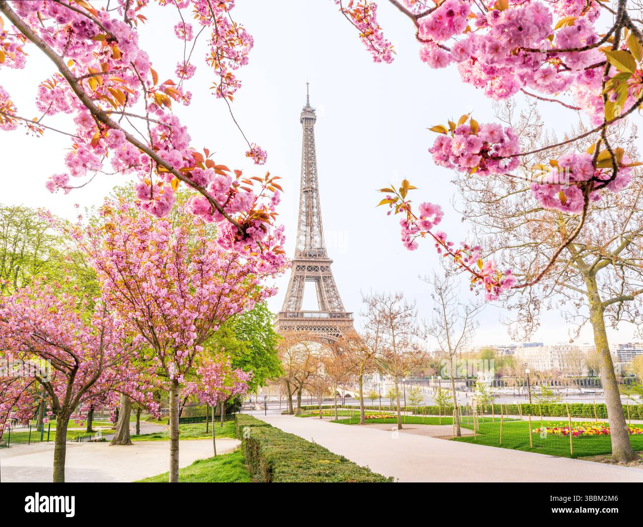 Pink Cherry Blossoms blooming in April, Trocadero Garden 16th Arrondisement Paris, France,Europe ...