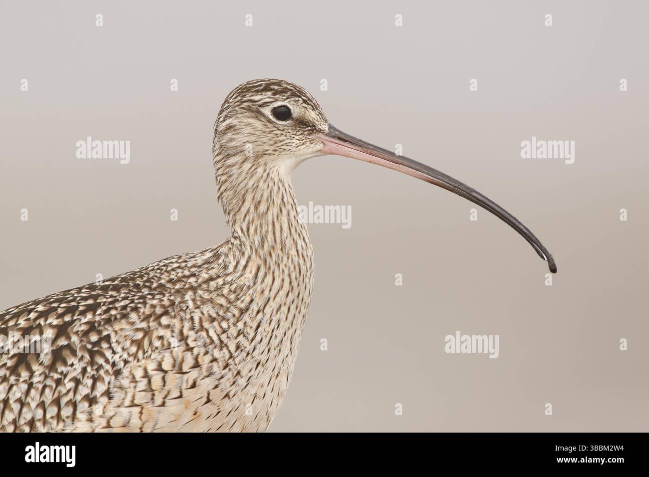 Long-billed Curlew : Morro Strand State Beach : Morro Bay, CA Stock ...