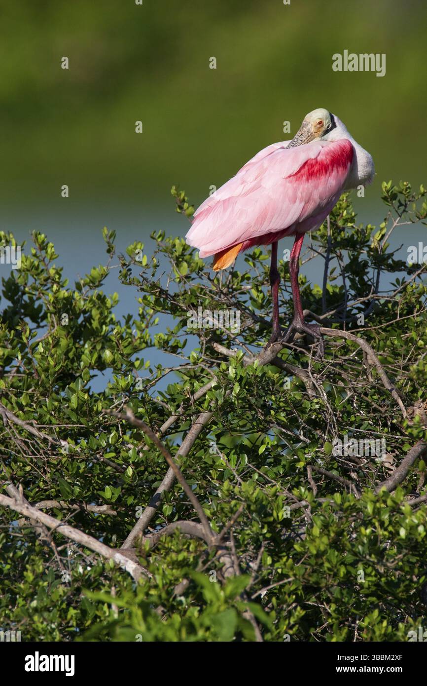 Roseate Spoonbill (Platalea ajaja), Texas, USA, North America Stock ...