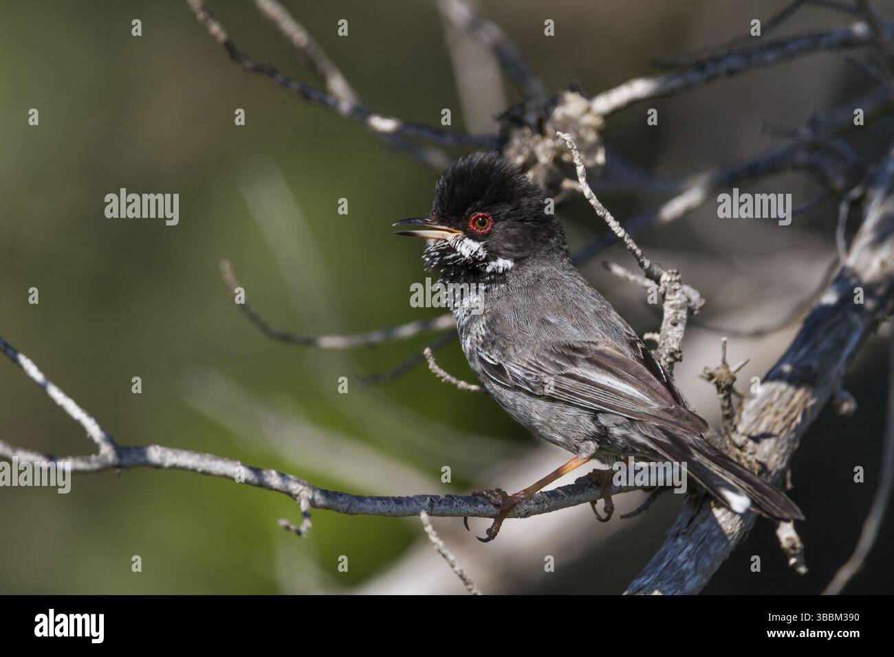 Cyprus Warbler (Sylvia melanothorax) male, Cyprus, Europe Stock Photo ...