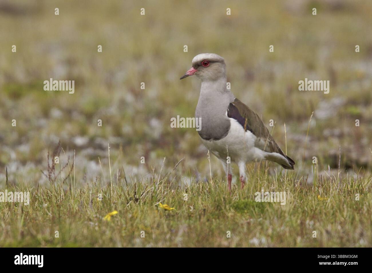 Andean Lapwing (Vanellus resplendens), Ecuador, South America Stock ...