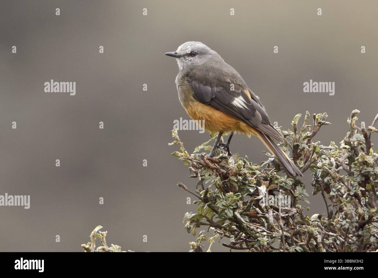 Red-rumped Bush Tyrant (Cnemarchus erythropygius), Ecuador, South ...