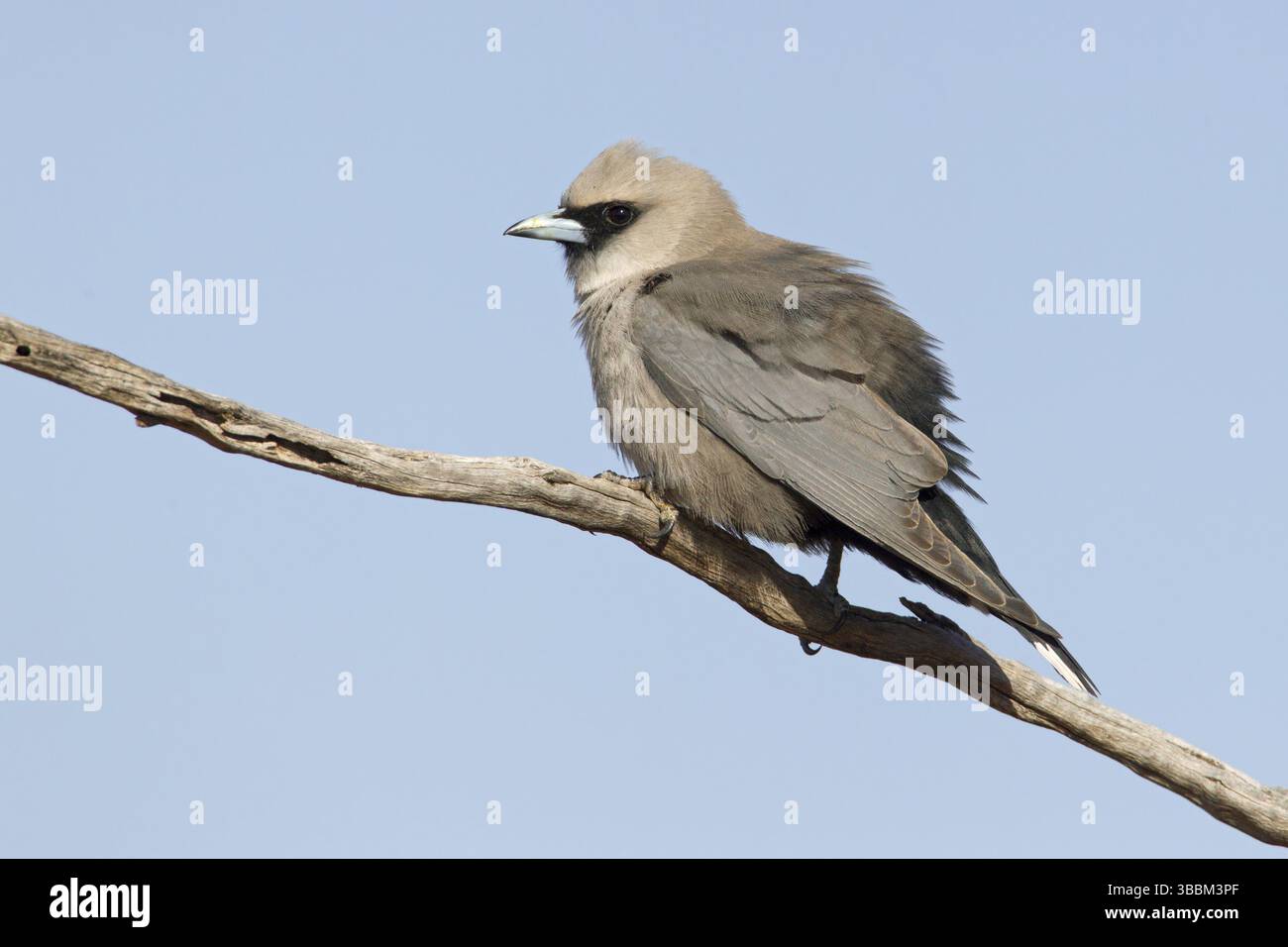 Black-faced Woodswallow (Artamus cinereus), Australia, Oceania Stock ...