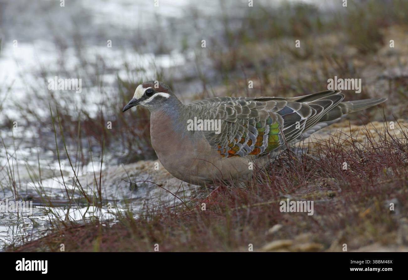 Common Bronzewing (Phaps chalcoptera) male at waterhole, Victoria ...