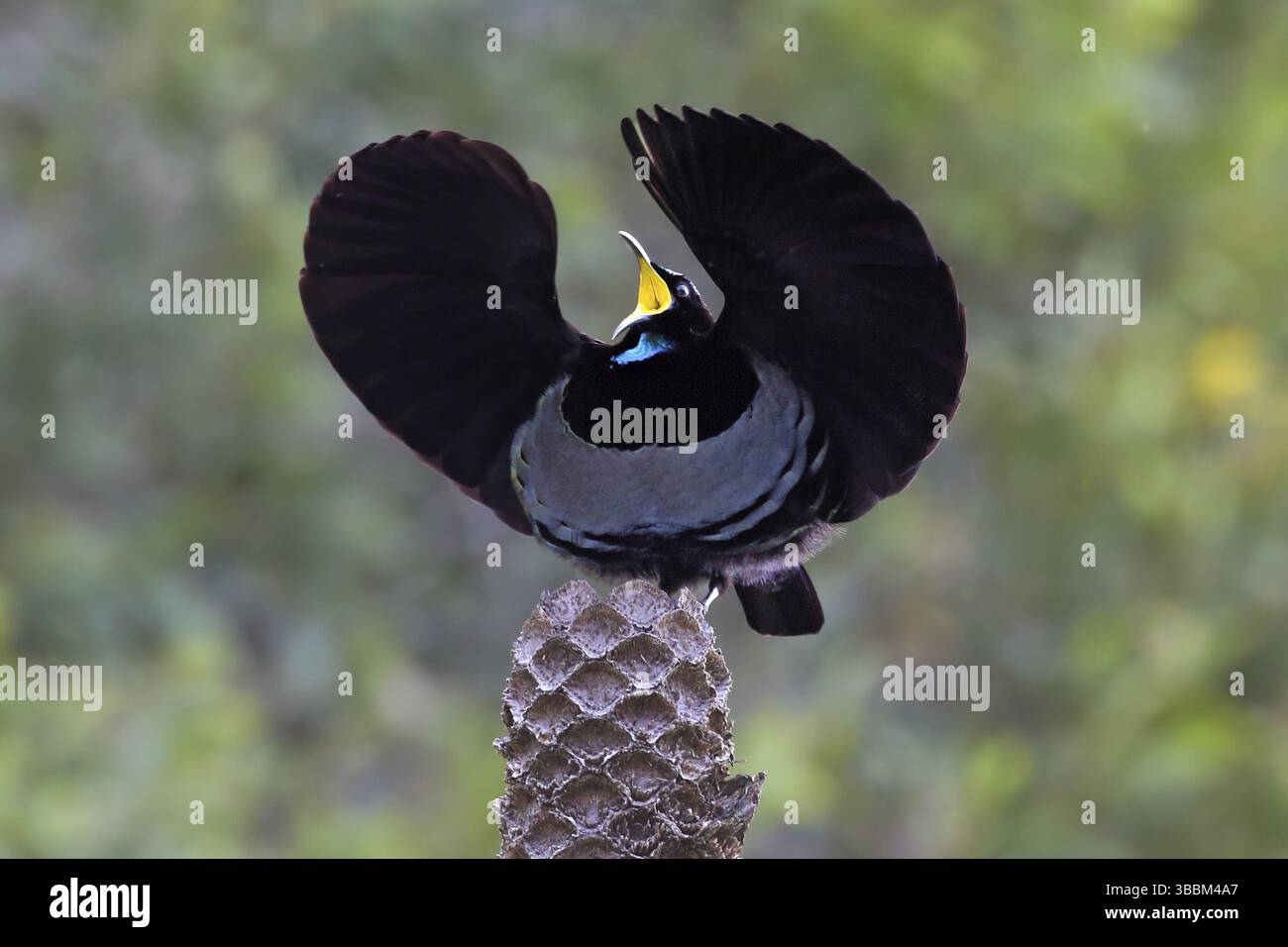Victoria's Riflebird (Ptiloris victoriae) male, Queensland, Australia ...