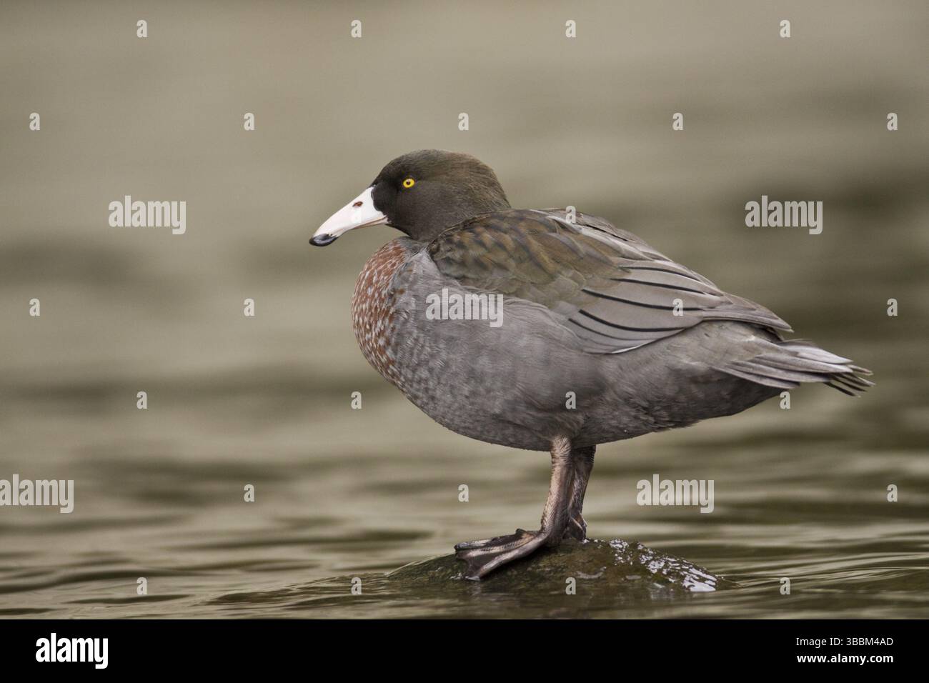 Blue Duck (Hymenolaimus malacorhynchos), New Zealand, Oceania Stock ...