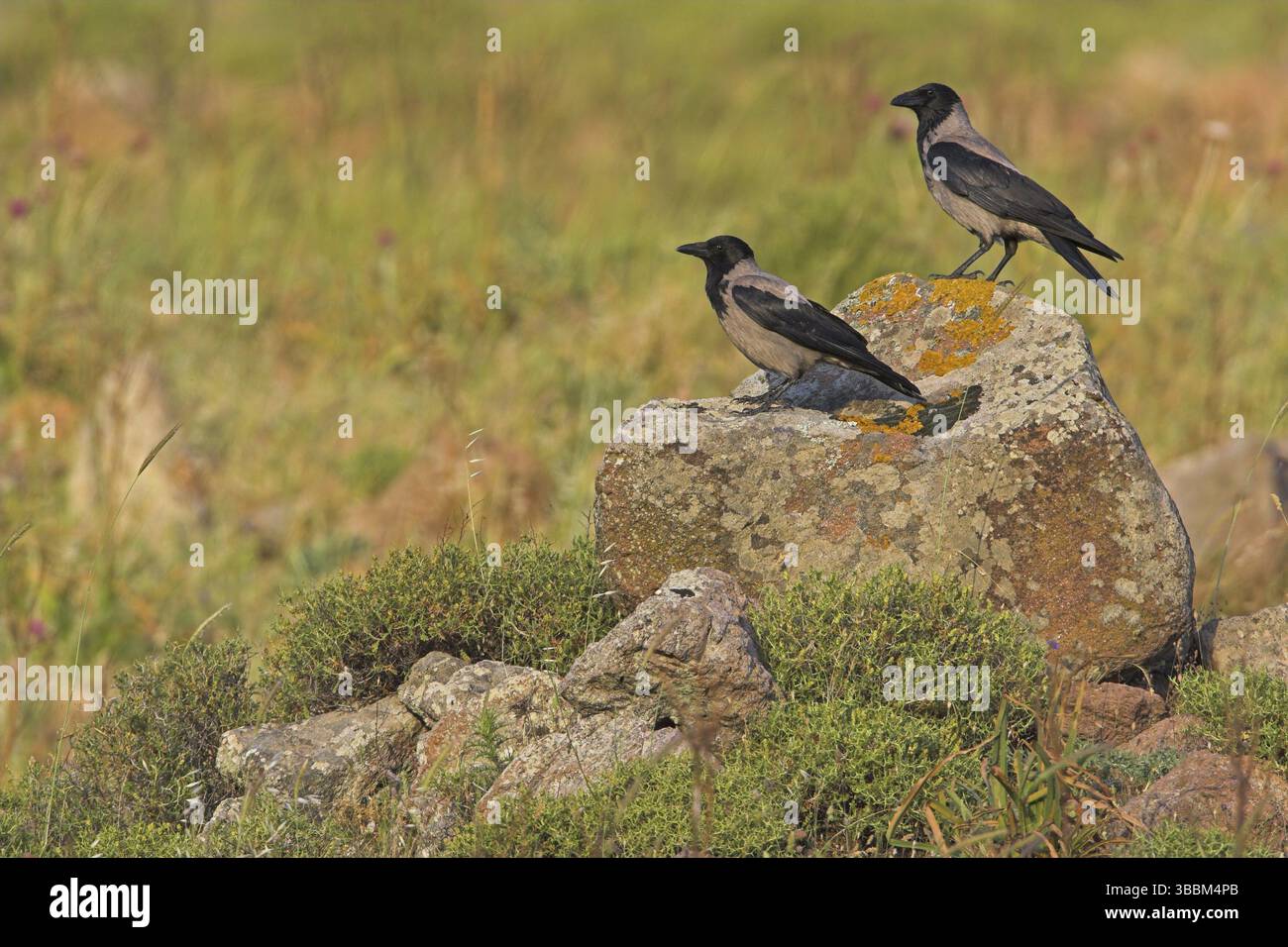 Pair of hooded crows hi-res stock photography and images - Alamy