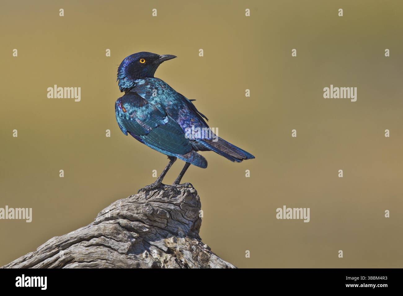 Cape Starling (Lamprotornis nitens), Etosha, Namibia, Africa Stock ...