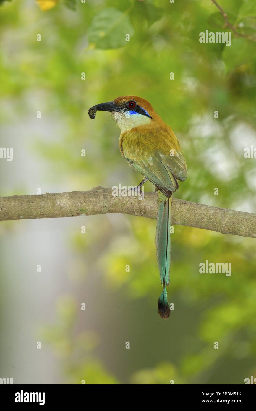 Russet-crowned Motmot Momotus mexicanus El Tuito, Jalisco, Mexico 12 ...