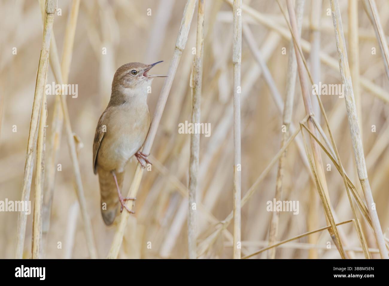 Rohrschwirl, Locustella luscinioides Savi's, warbler, Locustella ...