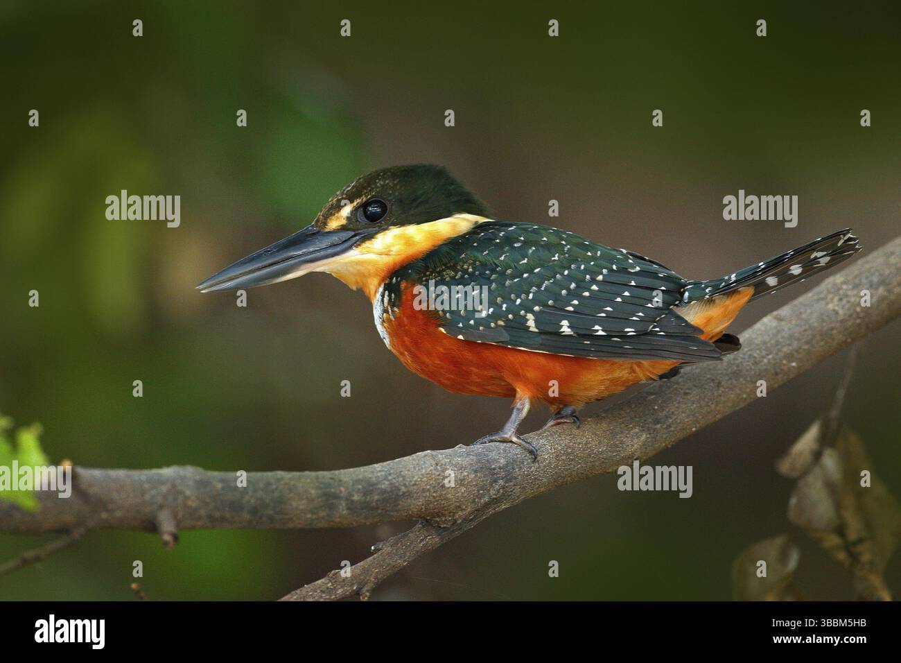 Green-and-rufous Kingfisher, Chloroceryle inda, green and orange bird ...