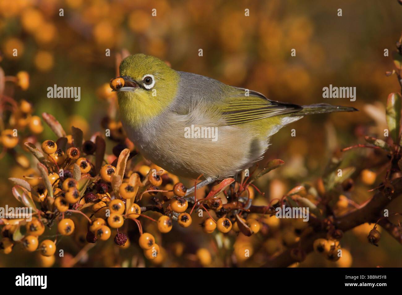 Silvereye (Zosterops lateralis), Australian Capital Territory ...
