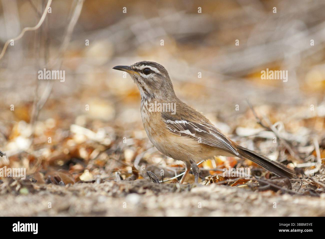 White-browed Scrub Robin (Cercotrichas leucophrys), Namibia, Africa ...