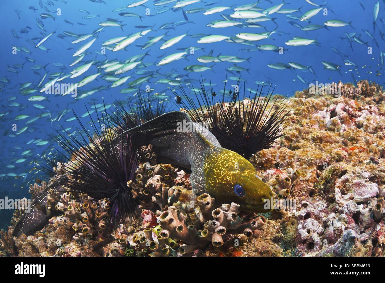 Marmormuraene, Gymnothorax undulatus Undulated Moray, Gymnothorax ...