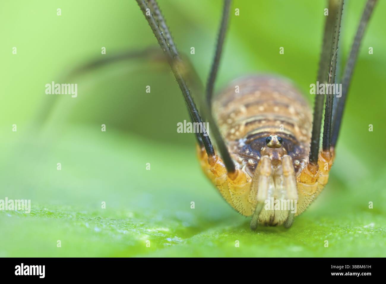 Weberknecht, Opilio canestrinii Harvestman, Opilio canestrinii Stock ...