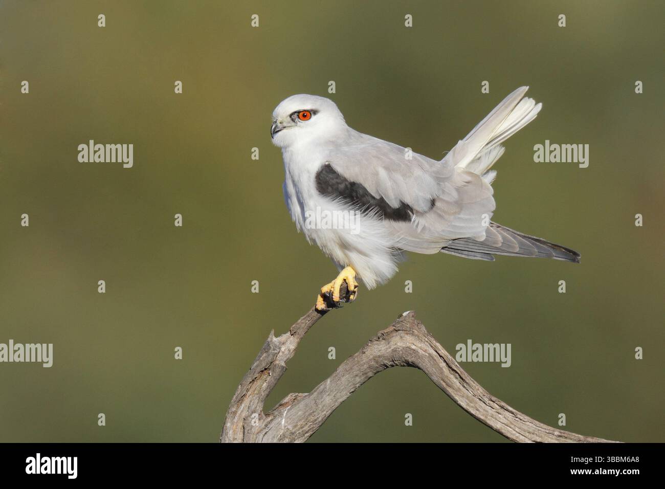 Black-shouldered Kite (Elanus axillaris), Western Australia, Australia ...