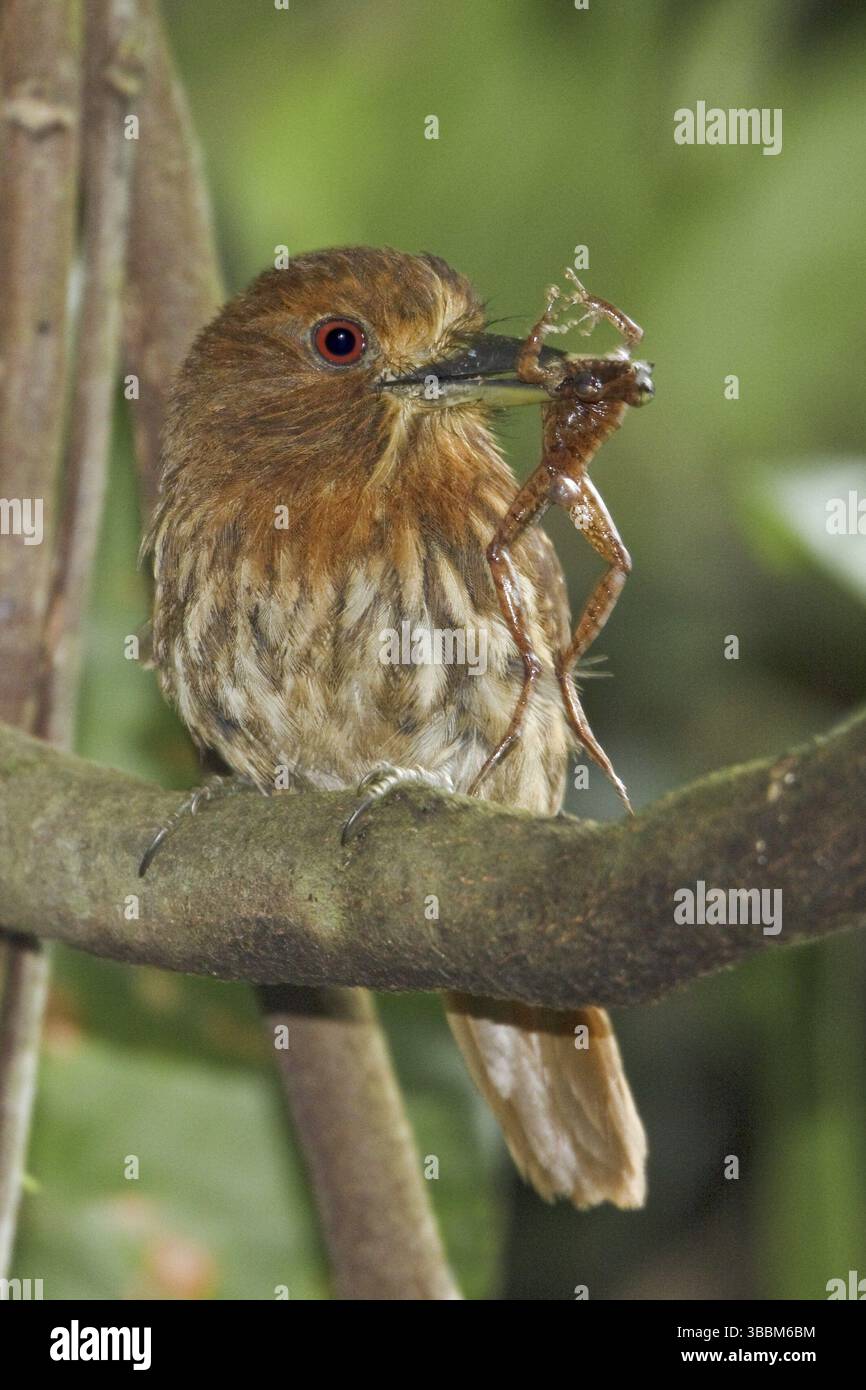 White-whiskered Puffbird (Malacoptila panamensis), Costa Rica, Central ...