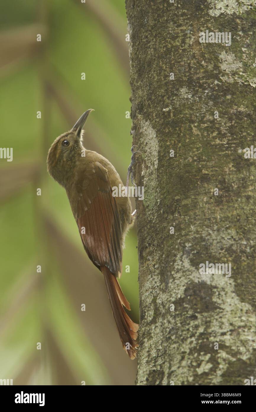 Plain-brown Woodcreeper (Dendrocincla fuliginosa), Manu National Park ...