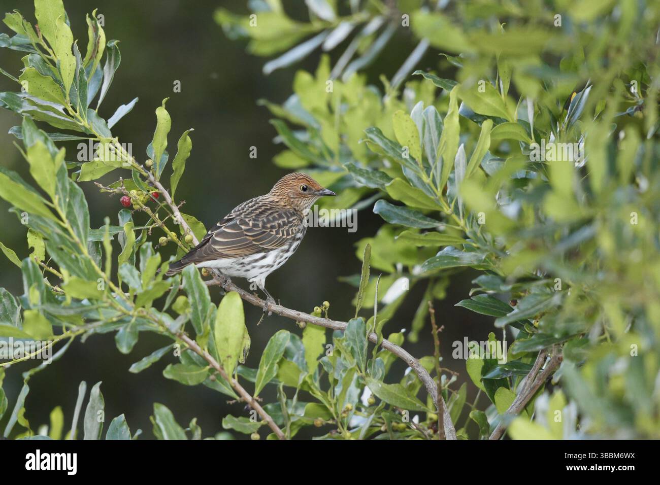 Violet-backed Starling (Cinnyricinclus leucogaster) female, Masai Mara ...