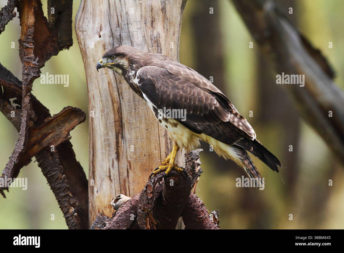 Augur lake hi-res stock photography and images - Alamy