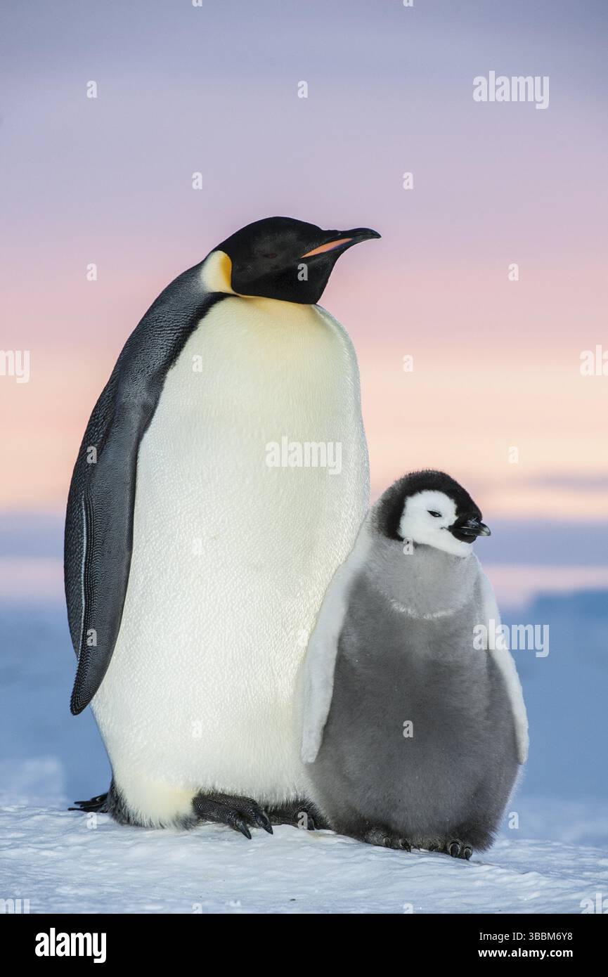 Emperor Penguin (Aptenodytes forsteri) with juvenile, Queen Maud Land ...