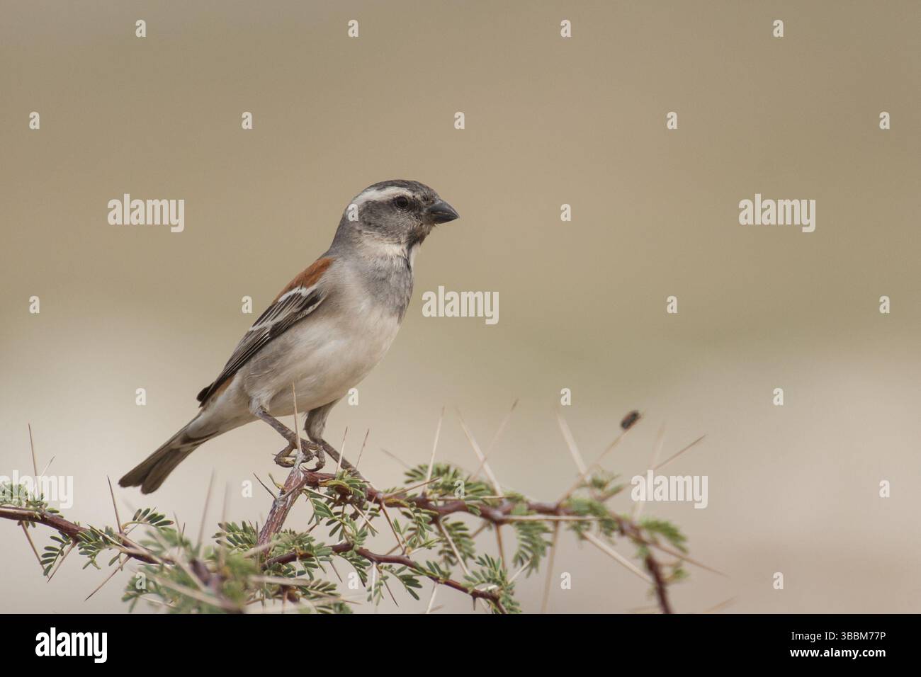 Cape Sparrow (Passer melanurus) female, Northern Cape, South Africa ...