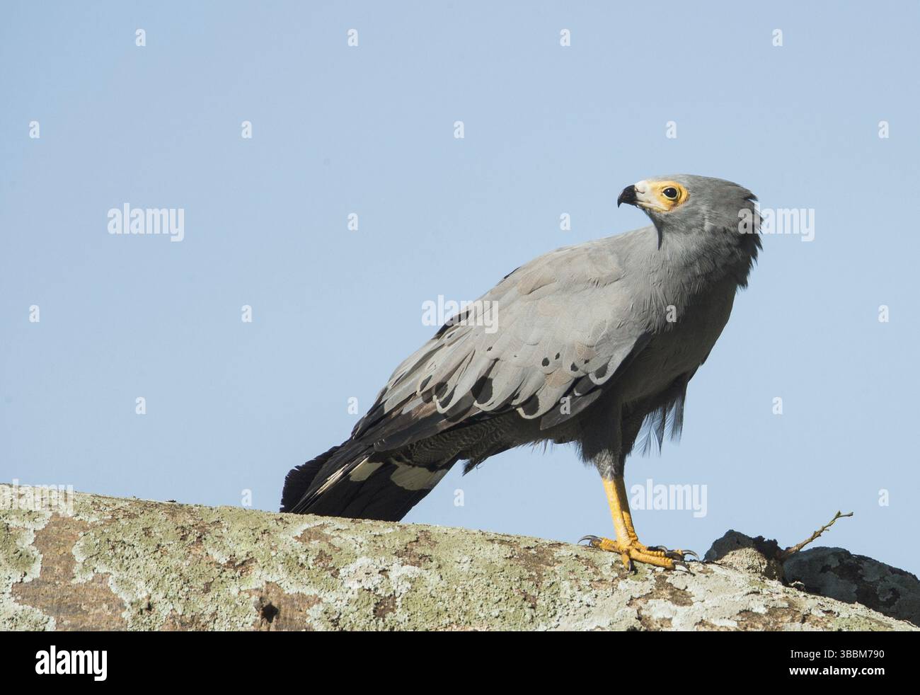 African Harrier-Hawk (Polyboroides typus), Uganda, Africa Stock Photo ...