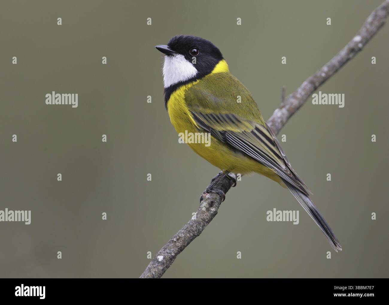 Australian Golden Whistler (Pachycephala pectoralis) male, Victoria ...
