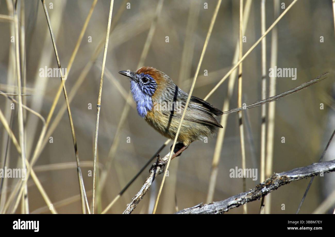 Mallee Emu-wren (Stipiturus mallee) male, Victoria, Australia, Oceania Stock Photo - Alamy