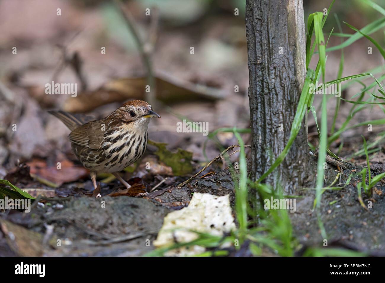Puff-throated Babbler (Pellorneum ruficeps shanense), Yunnan, China ...