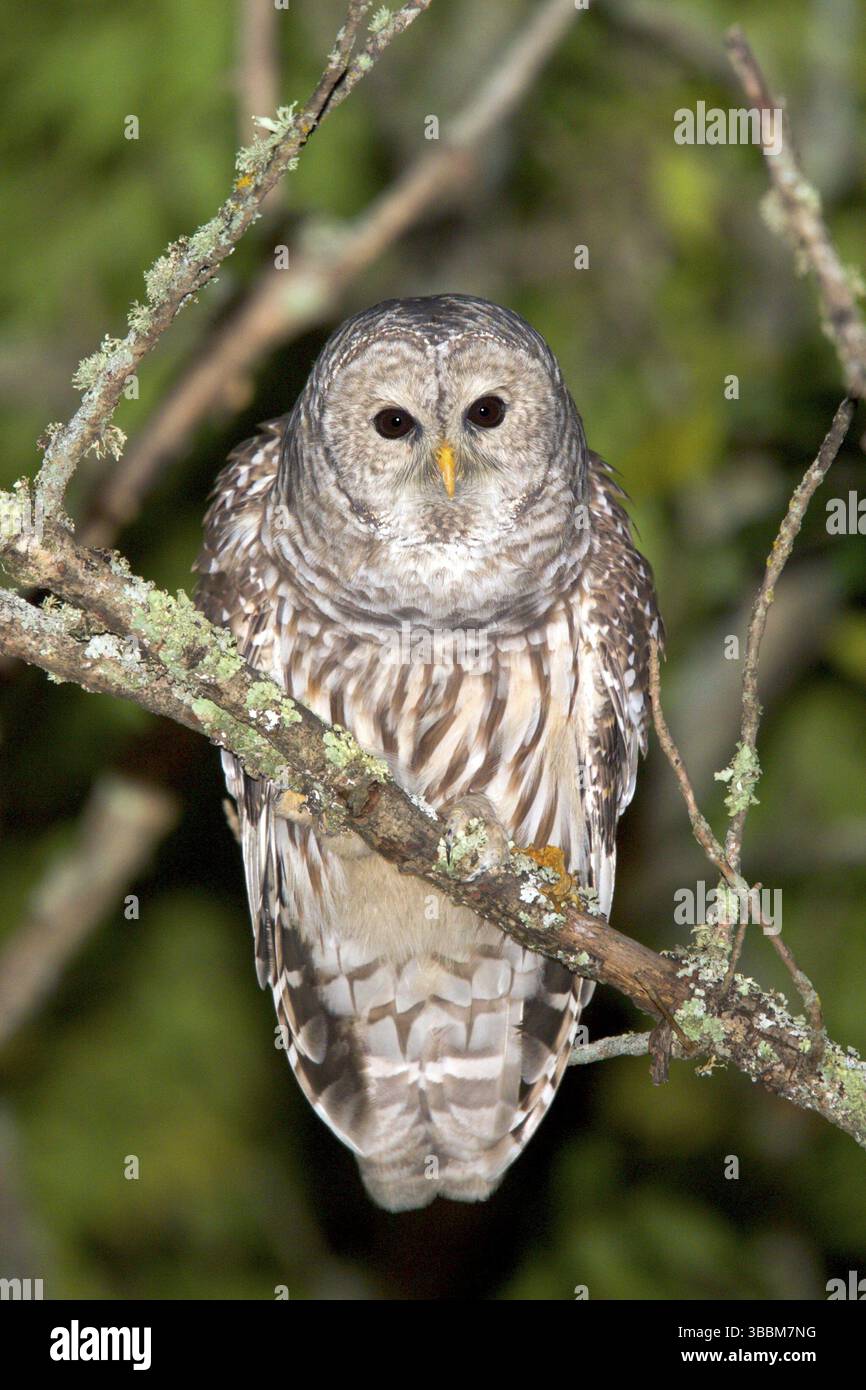 Barred Owl Strix varia Tamarack, Aitkin County, Minnesota, USA 11 ...