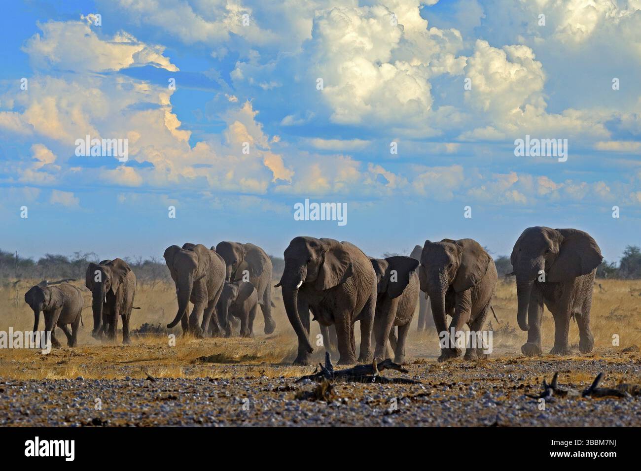 Big African Elephants herd, with blue sky and white clouds, Etosha NP ...