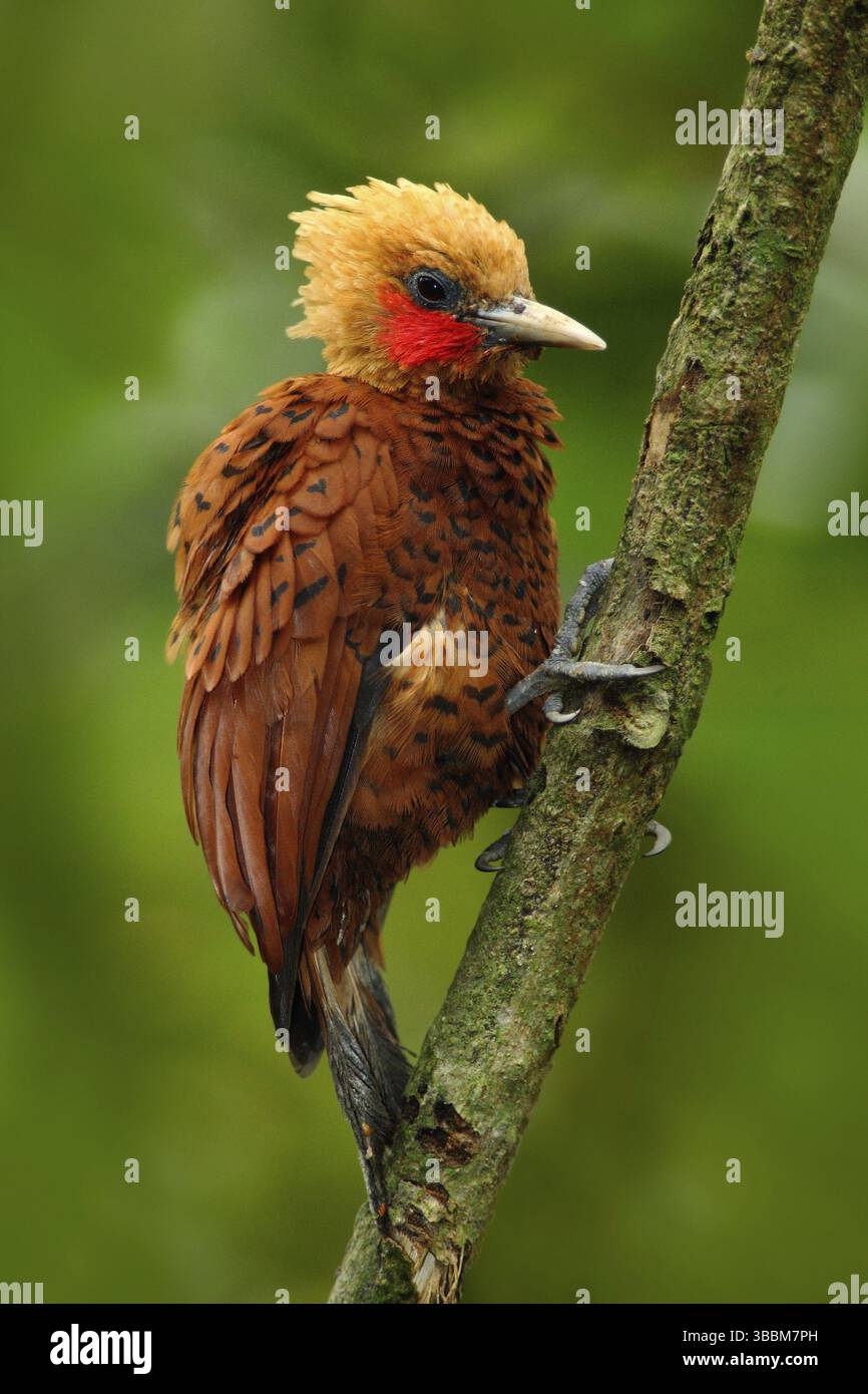 Beautiful brown bird form tropic mountain forest. Chestnut-coloured ...
