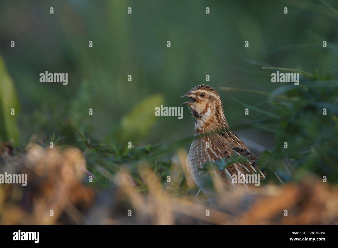Common Quail (Coturnix coturnix), Mallorca, Spain, Europe Stock Photo ...