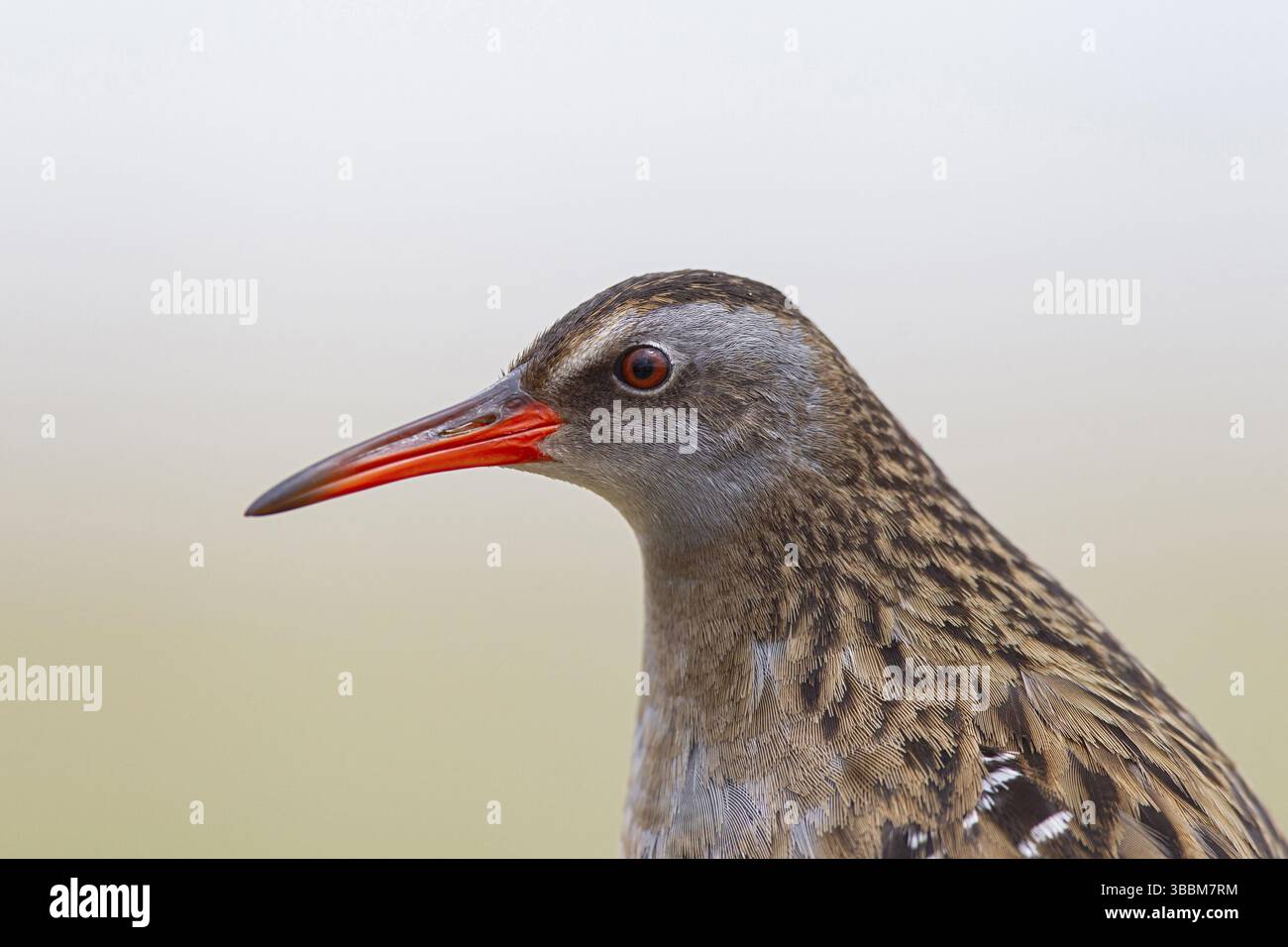 Brown-cheeked Rail (Rallus indicus), Dornod Aimag, Mongolia, Asia Stock ...