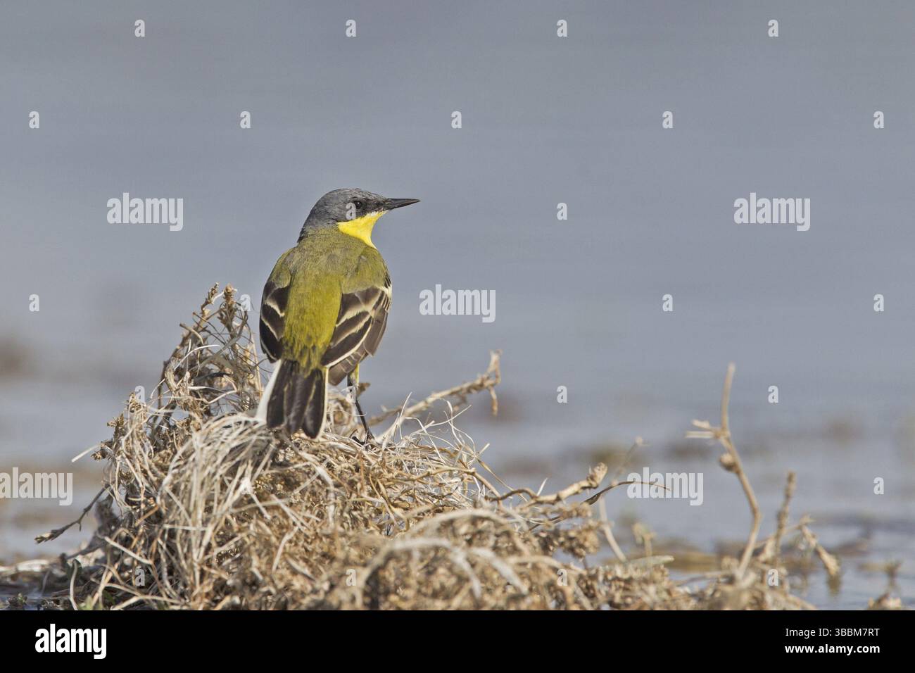 Eastern Yellow Wagtail (Motacilla tschutschensis macronyx) male, Dornod ...