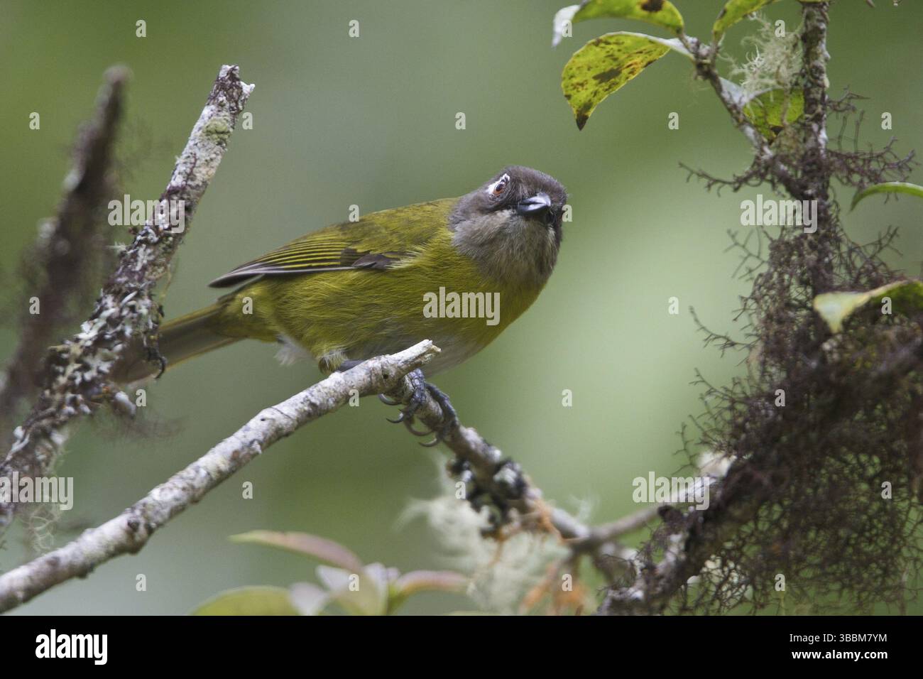 Common Bush Tanager (Chlorospingus flavopectus), Costa Rica, Central ...