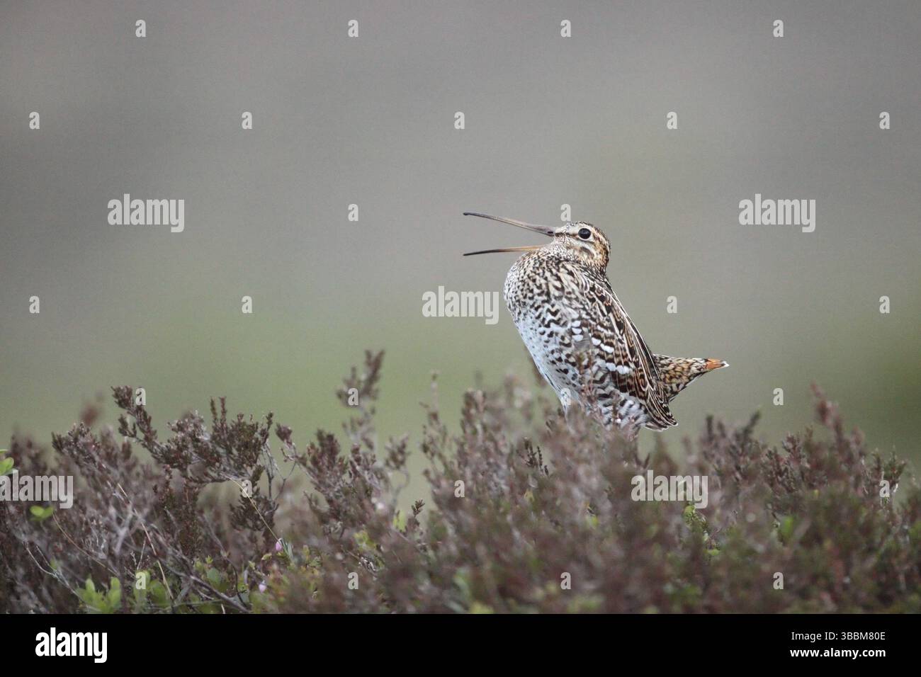 Great Snipe (Gallinago media) mating, Norway, Europe Stock Photo - Alamy